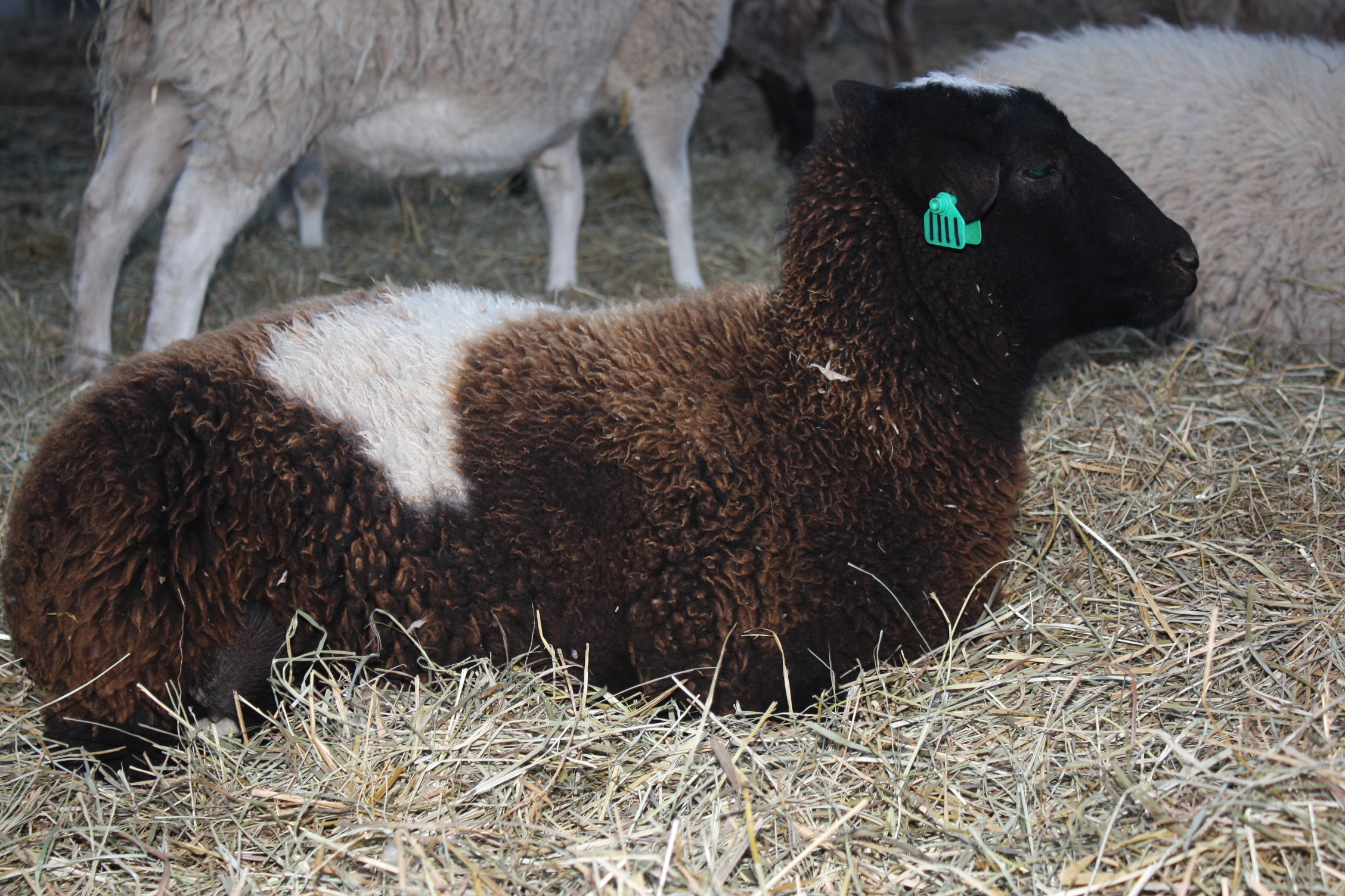 Beltie… – A Simple Prairie Life
