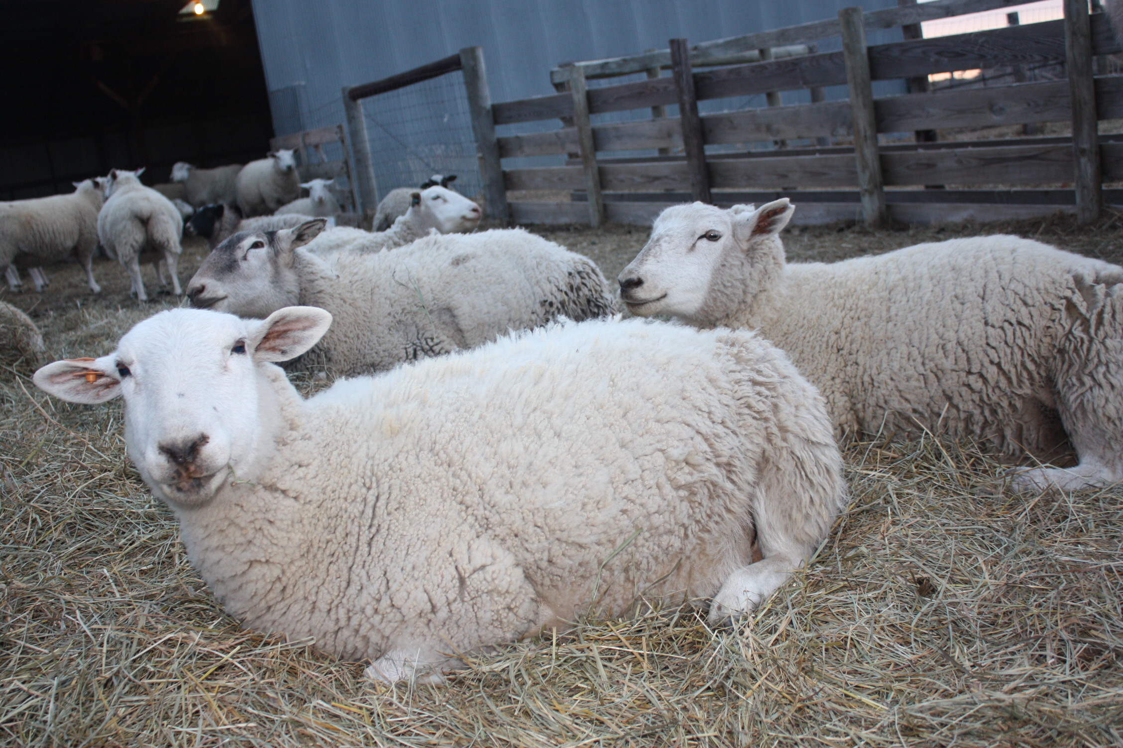 Romanov, Texel, and Dorper Sheep… – A Simple Prairie Life