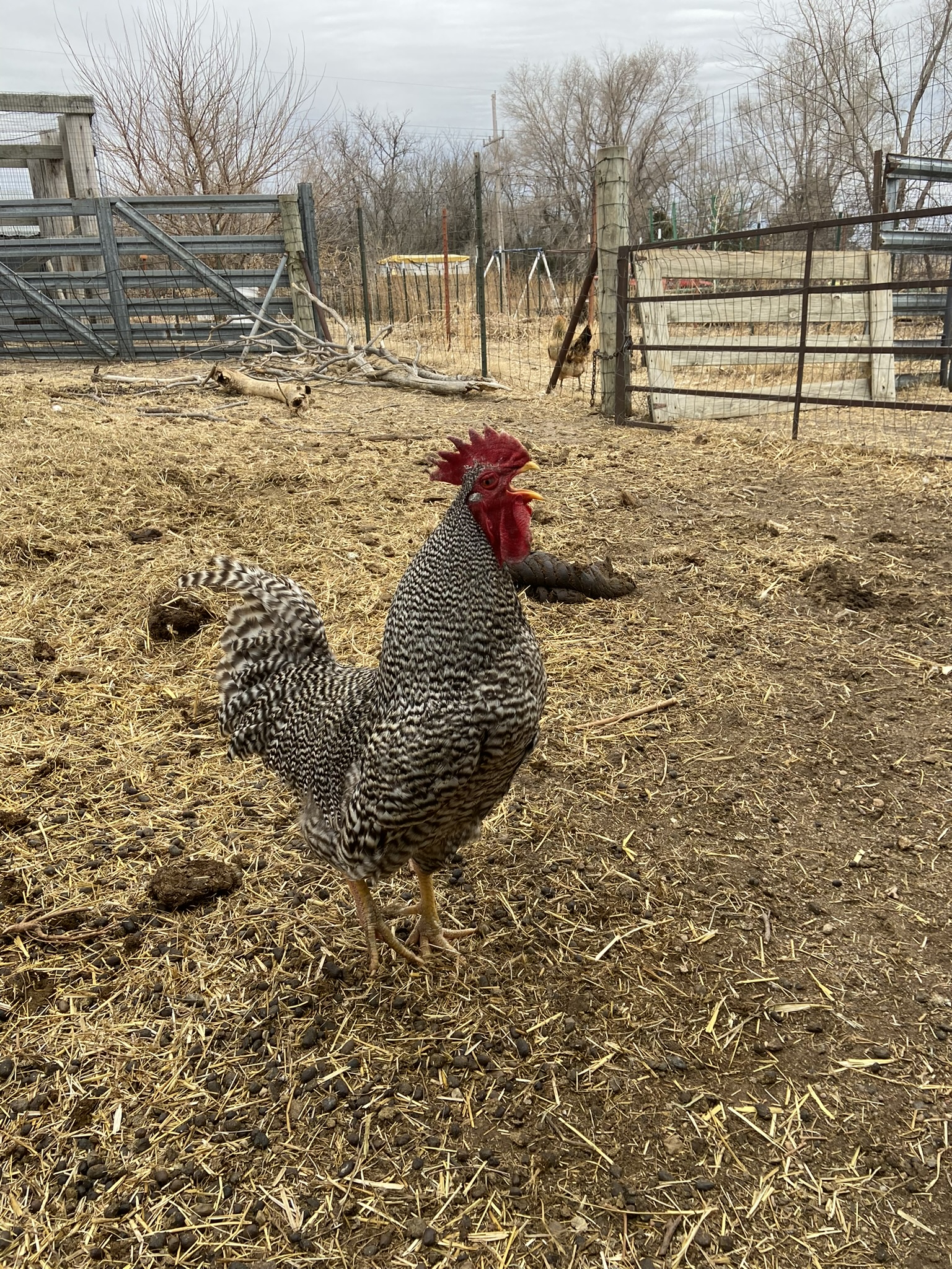 Spring Chick Hatching – A Simple Prairie Life