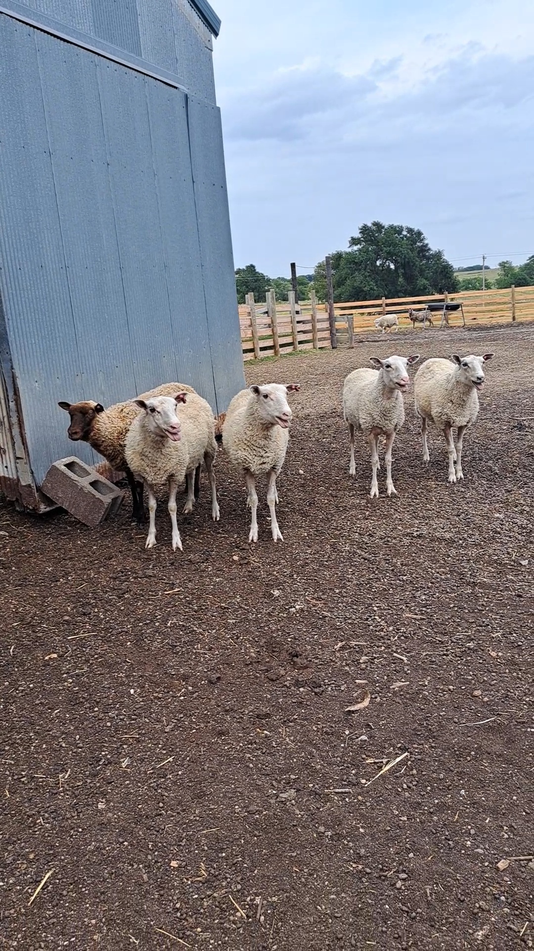 Raising Sheep Again…Finally – A Simple Prairie Life
